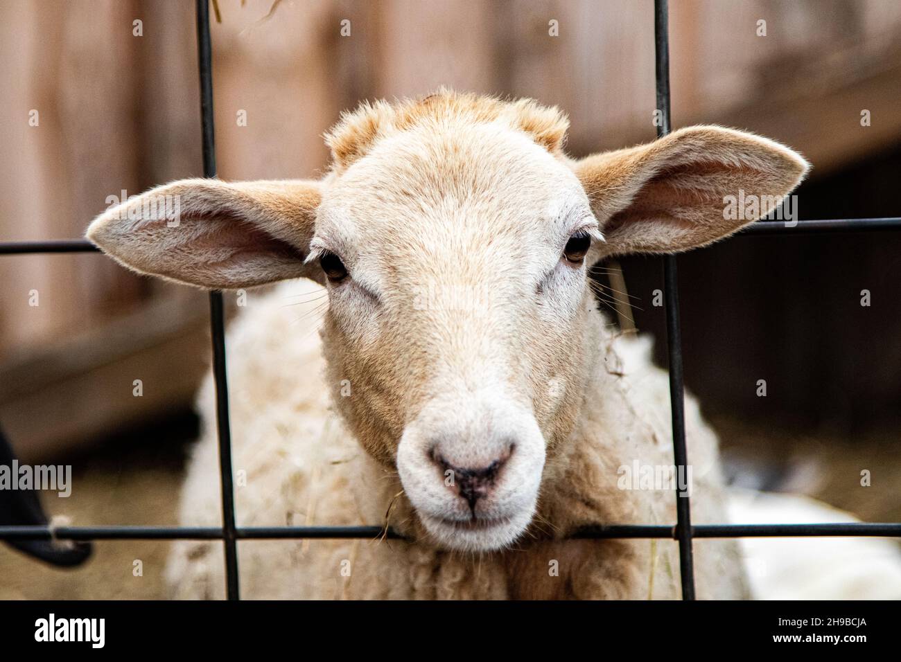 Sheep inside a pen Stock Photo - Alamy