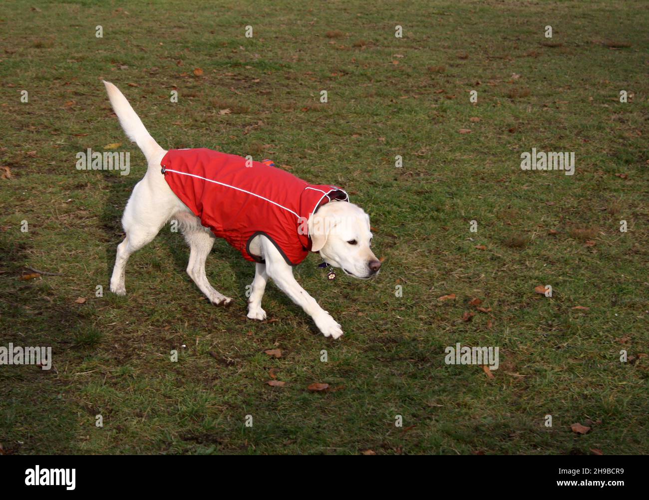Cute Labrador Retriever with red clothing walking on grass Stock Photo ...