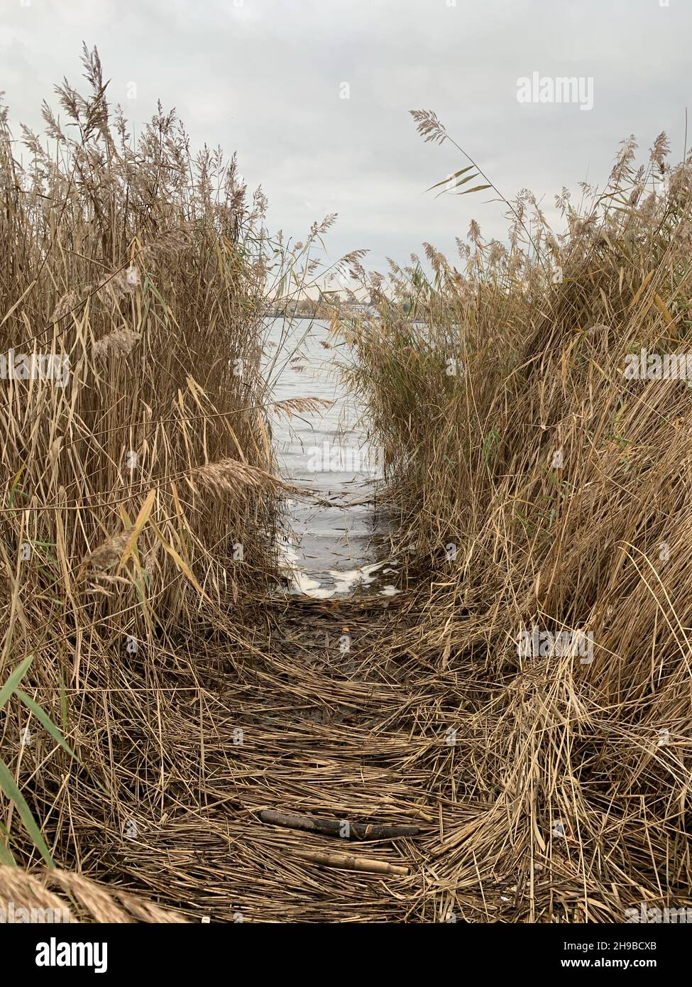 Grasses on the lakeshore hi-res stock photography and images - Alamy