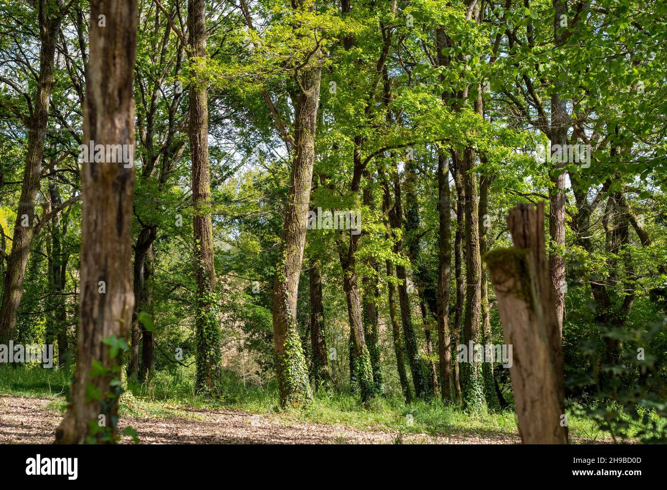 a View under the trees in the forest Stock Photo - Alamy