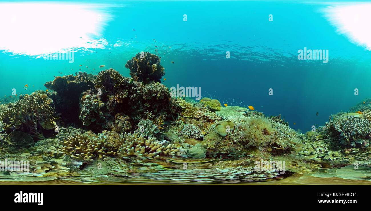 Sealife, Diving near a coral reef. Beautiful colorful tropical fish on ...