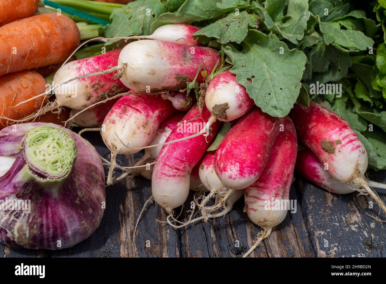 a bunch of fresh organic radishe Stock Photo - Alamy