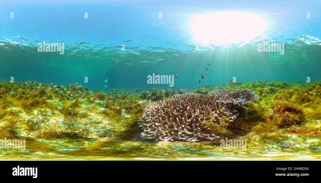 Tropical colourful underwater seas. Coral Garden with Underwater ...