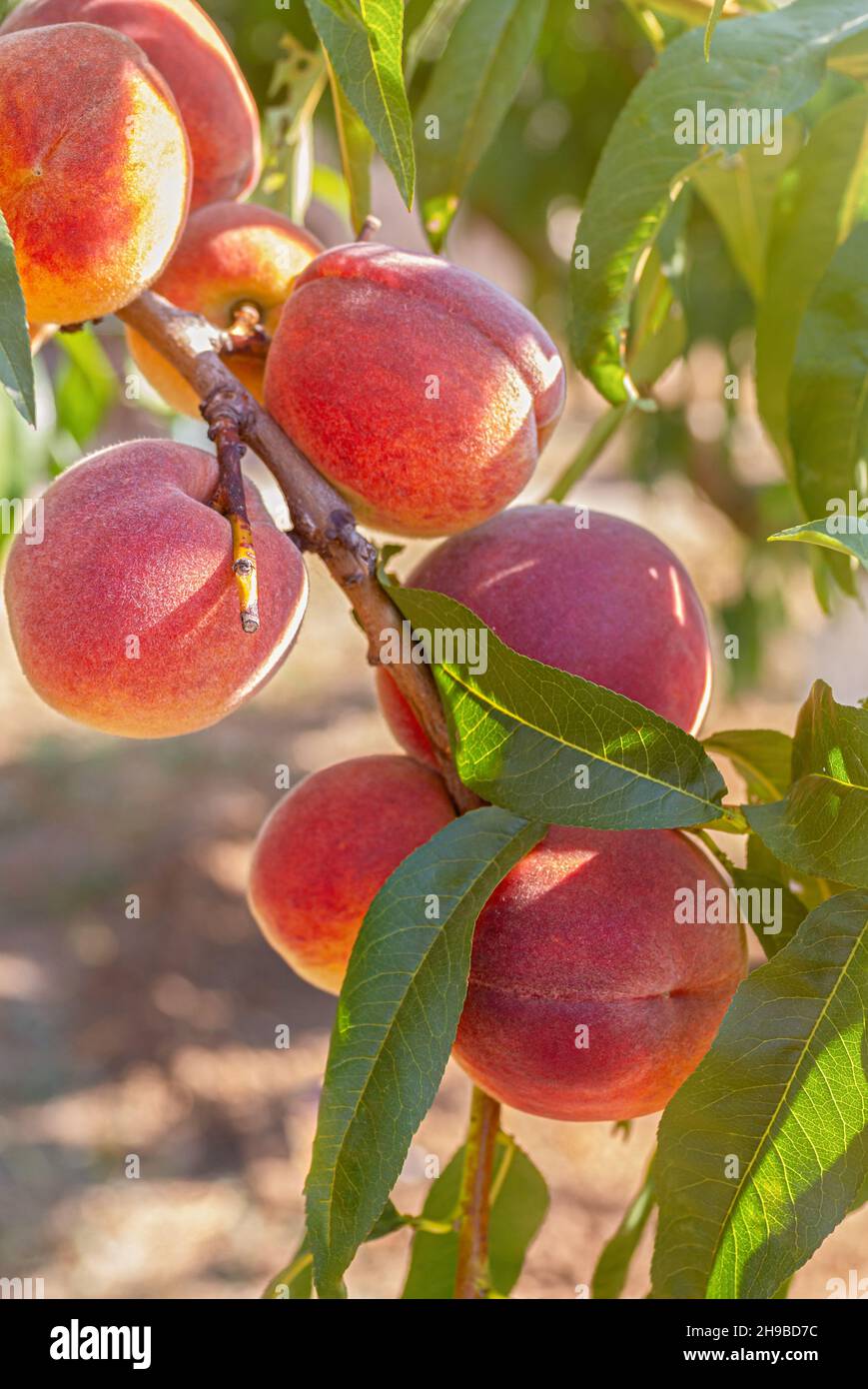 Ripe delicious peaches on a tree in a sunny fruit summer garden ...