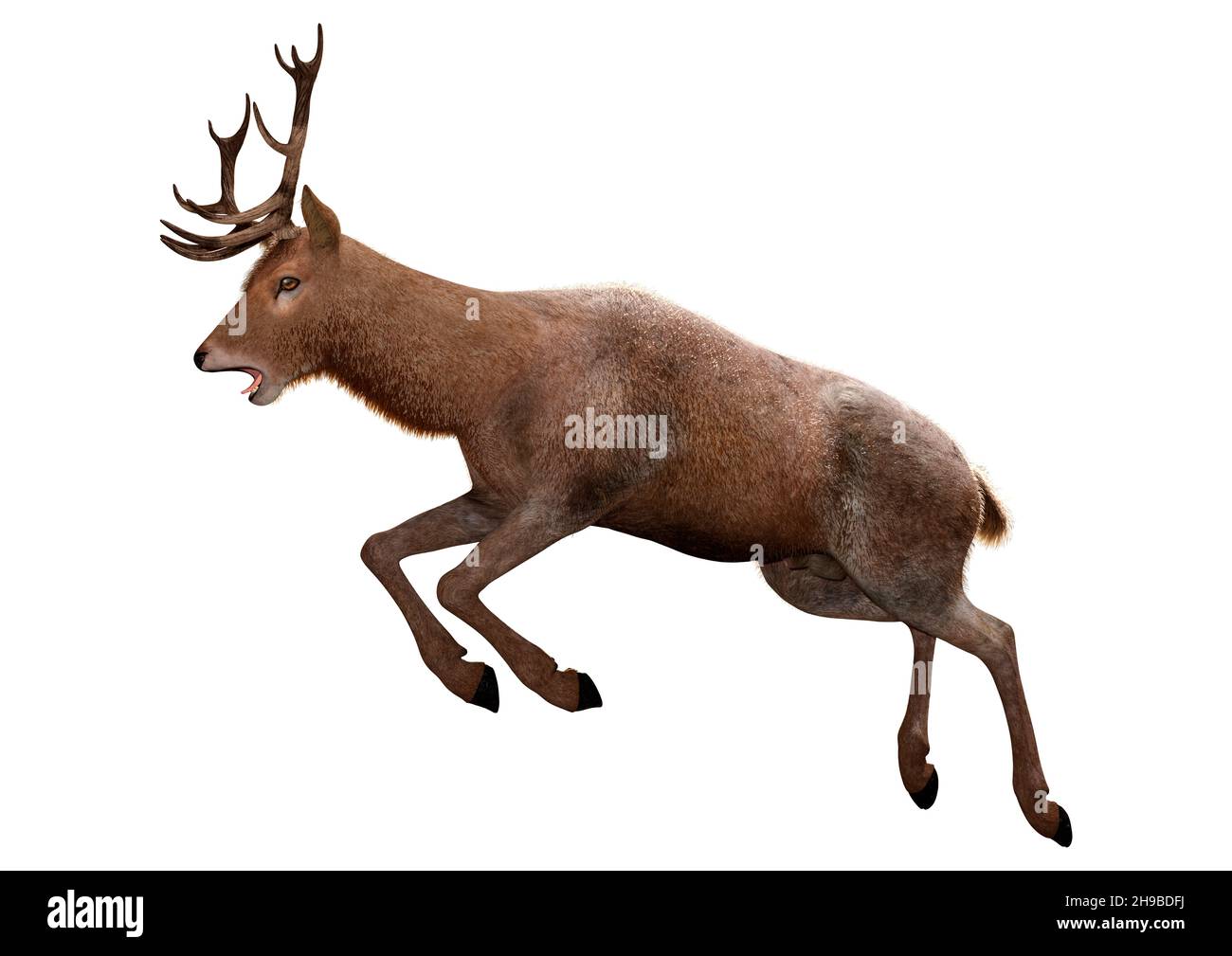 3D rendering of a male deer isolated on white background Stock Photo ...