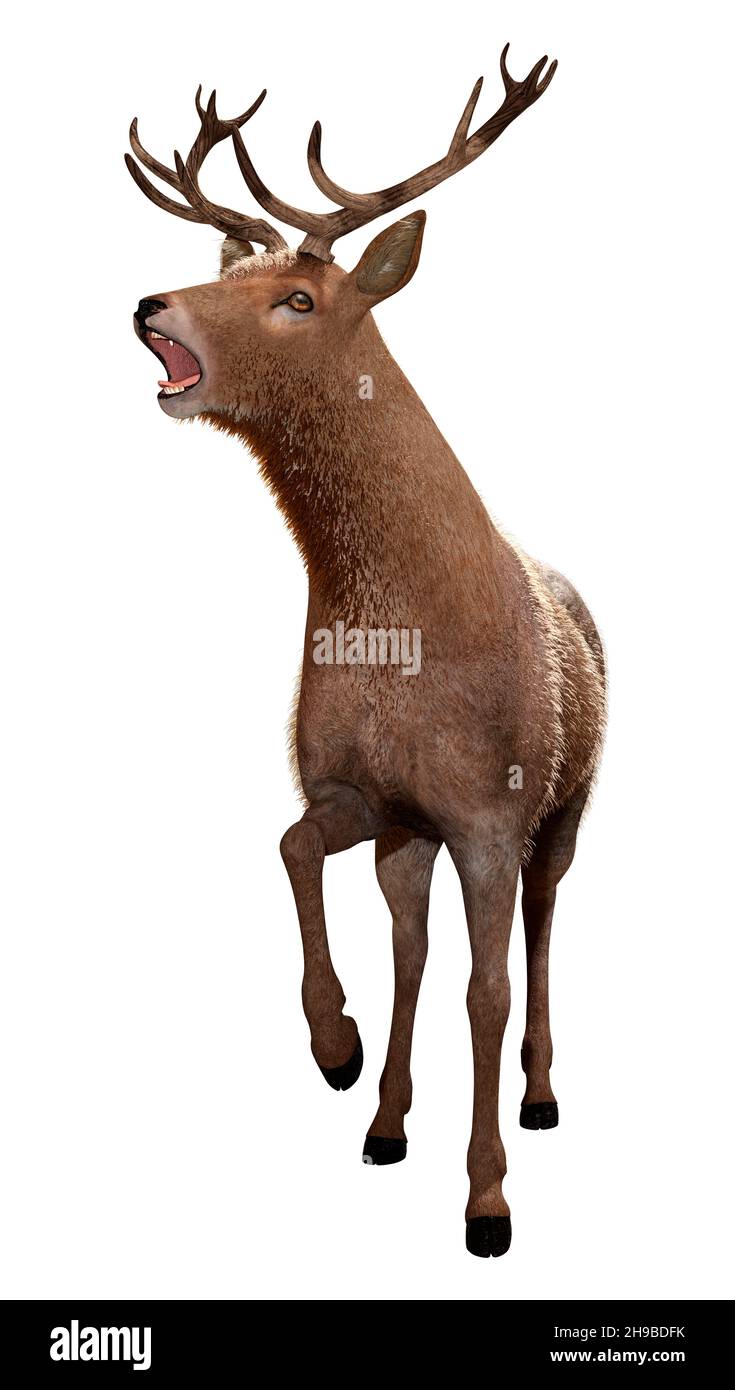 3D rendering of a male deer isolated on white background Stock Photo ...