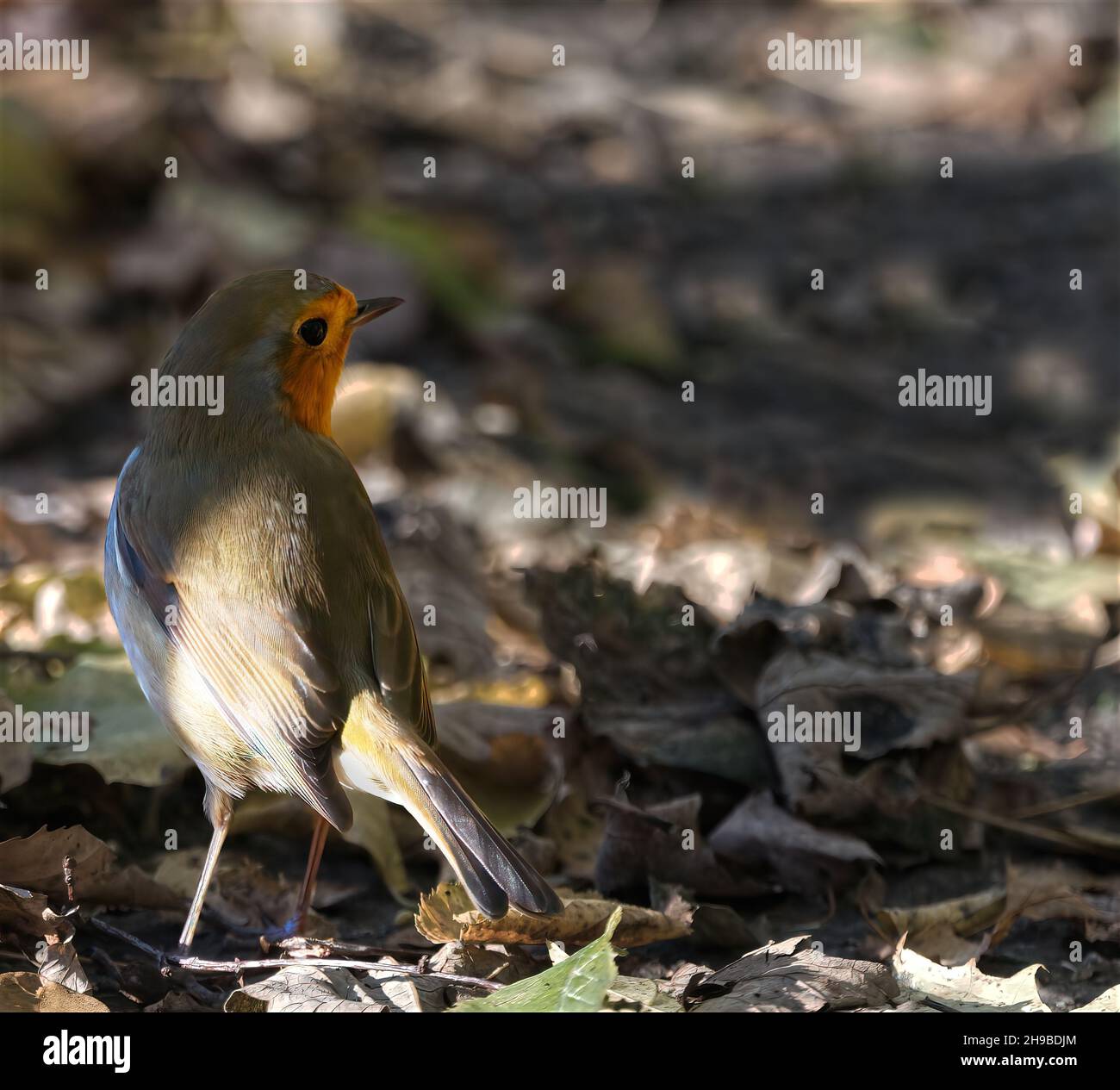 robin standing on leaves looking to the right Stock Photo - Alamy
