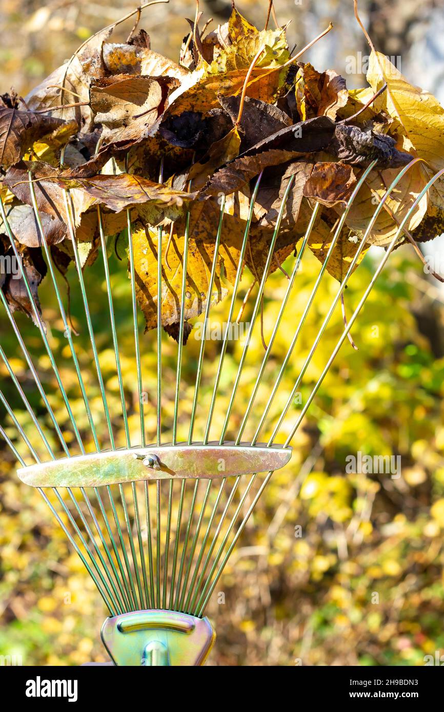 Rake with withered foliage. Sunny day. Harvesting leaves in the fall ...