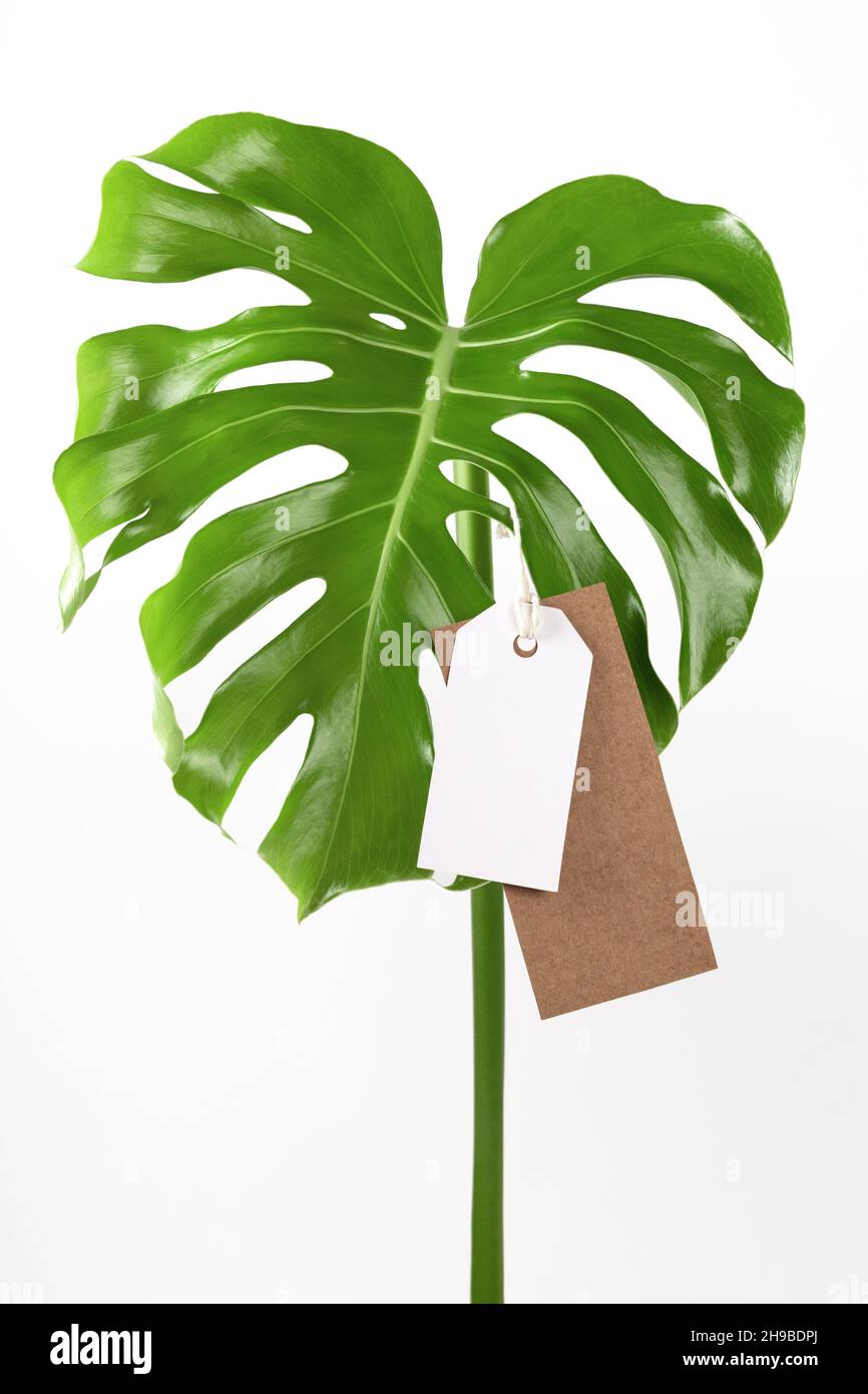 Label tag mock up on monstera leaves on white background. Green friday ...