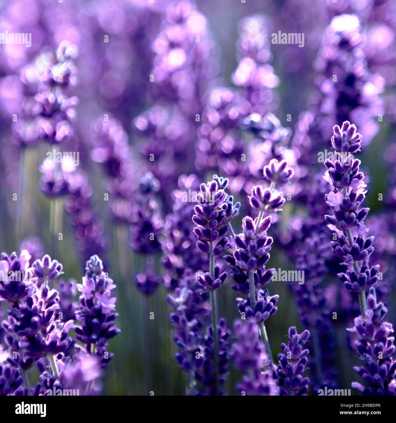 closeup of Lavender flower field at sunset rays Stock Photo - Alamy