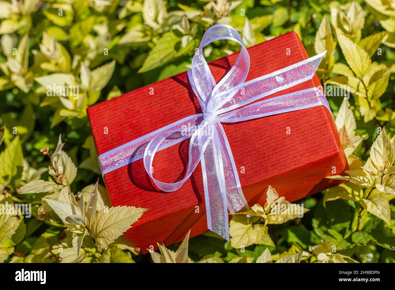 Box with white ribbon. Red wrapping paper. Gift box Stock Photo - Alamy