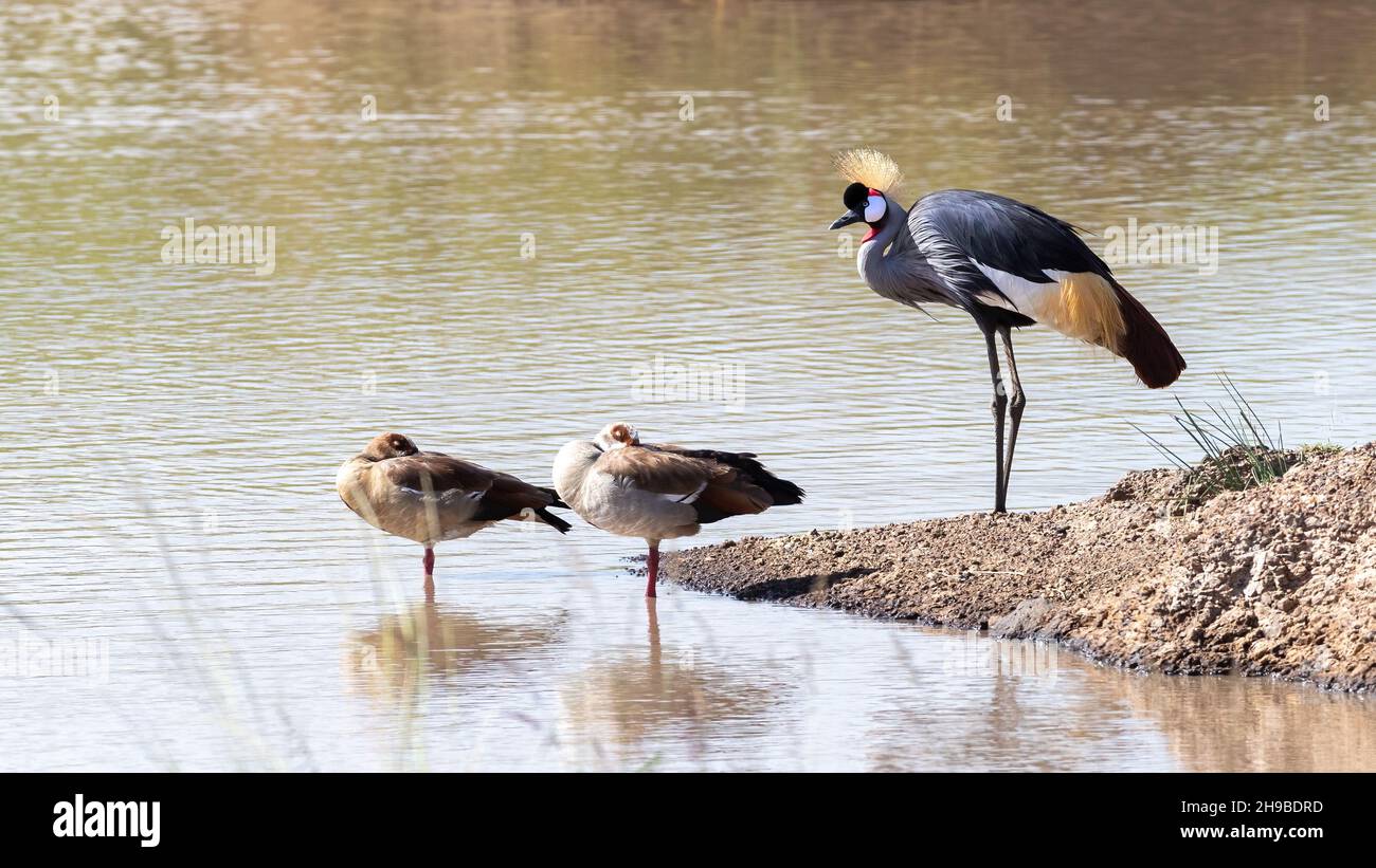 Masai mara crowned crested crane hi-res stock photography and images ...