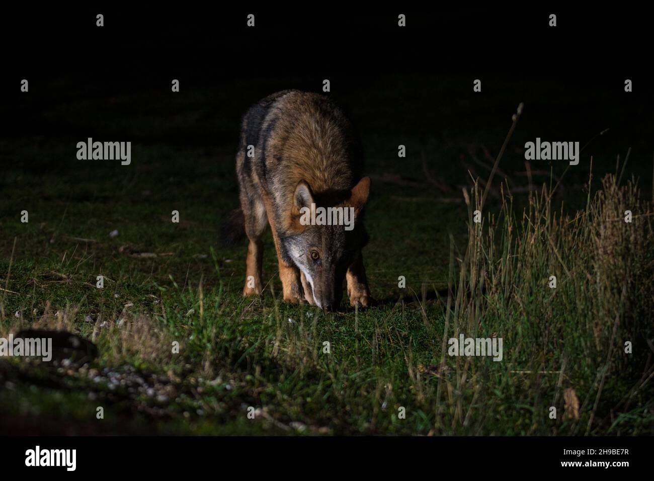 Grey wolf - Canis lupus free on the Greek mountain Parnitha walking at ...