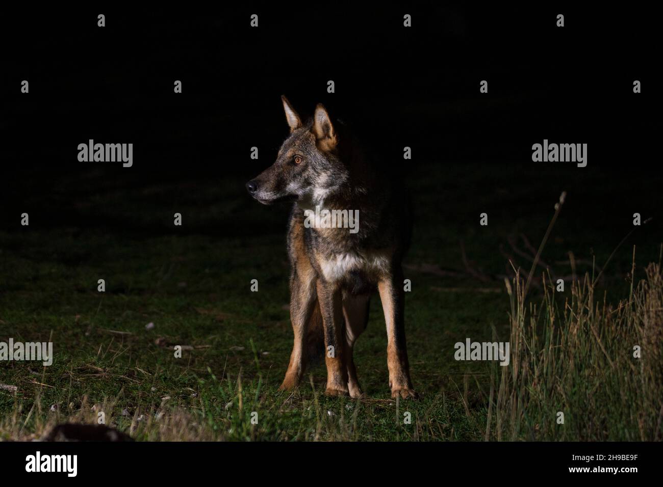 Grey wolf - Canis lupus free on the Greek mountain Parnitha walking at ...