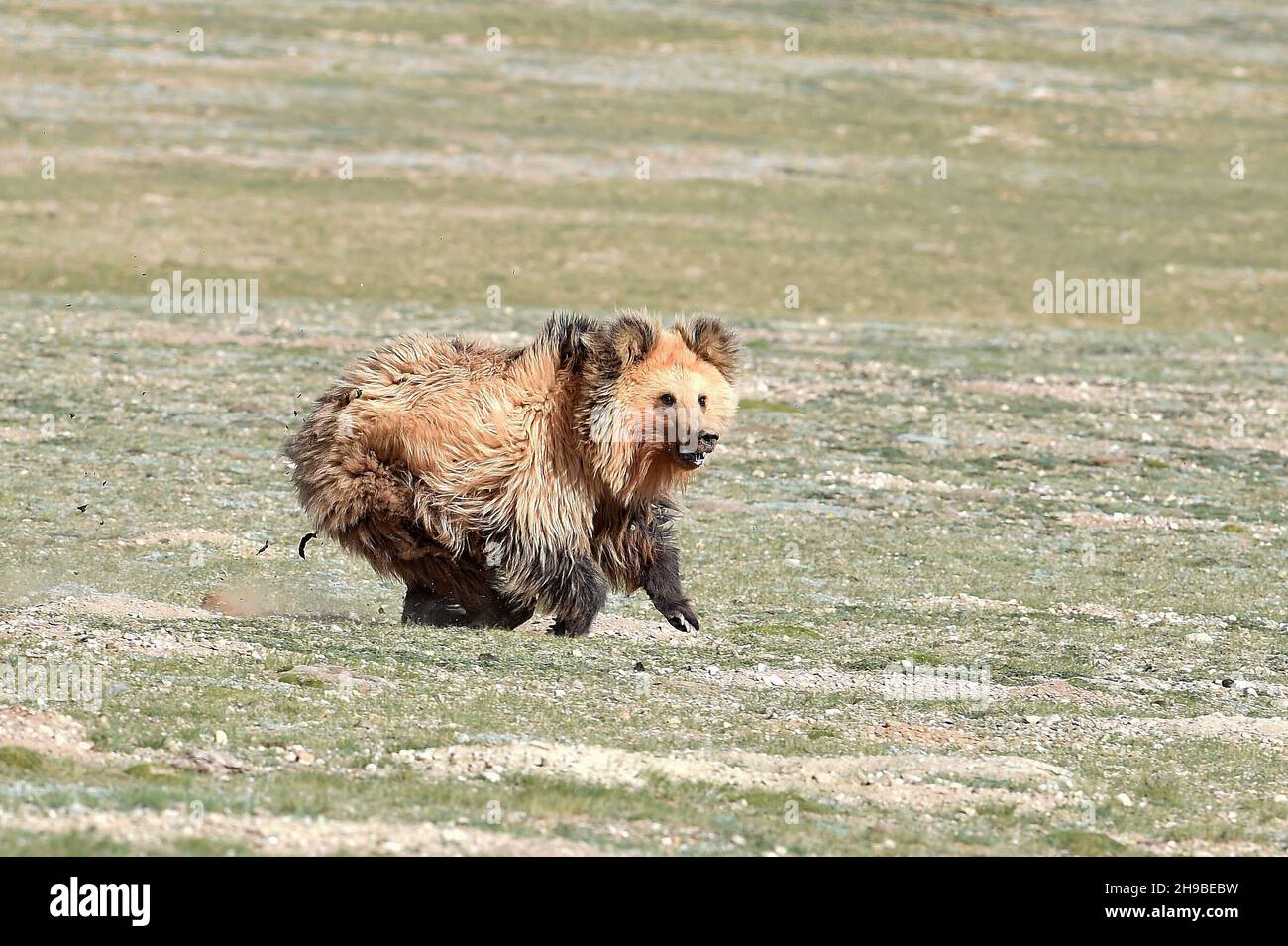 Lhasa. 17th July, 2020. A Tibetan blue bear is pictured at the ...