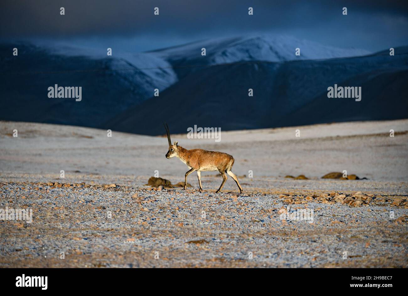 Tibetan antelope tibet hi-res stock photography and images - Alamy