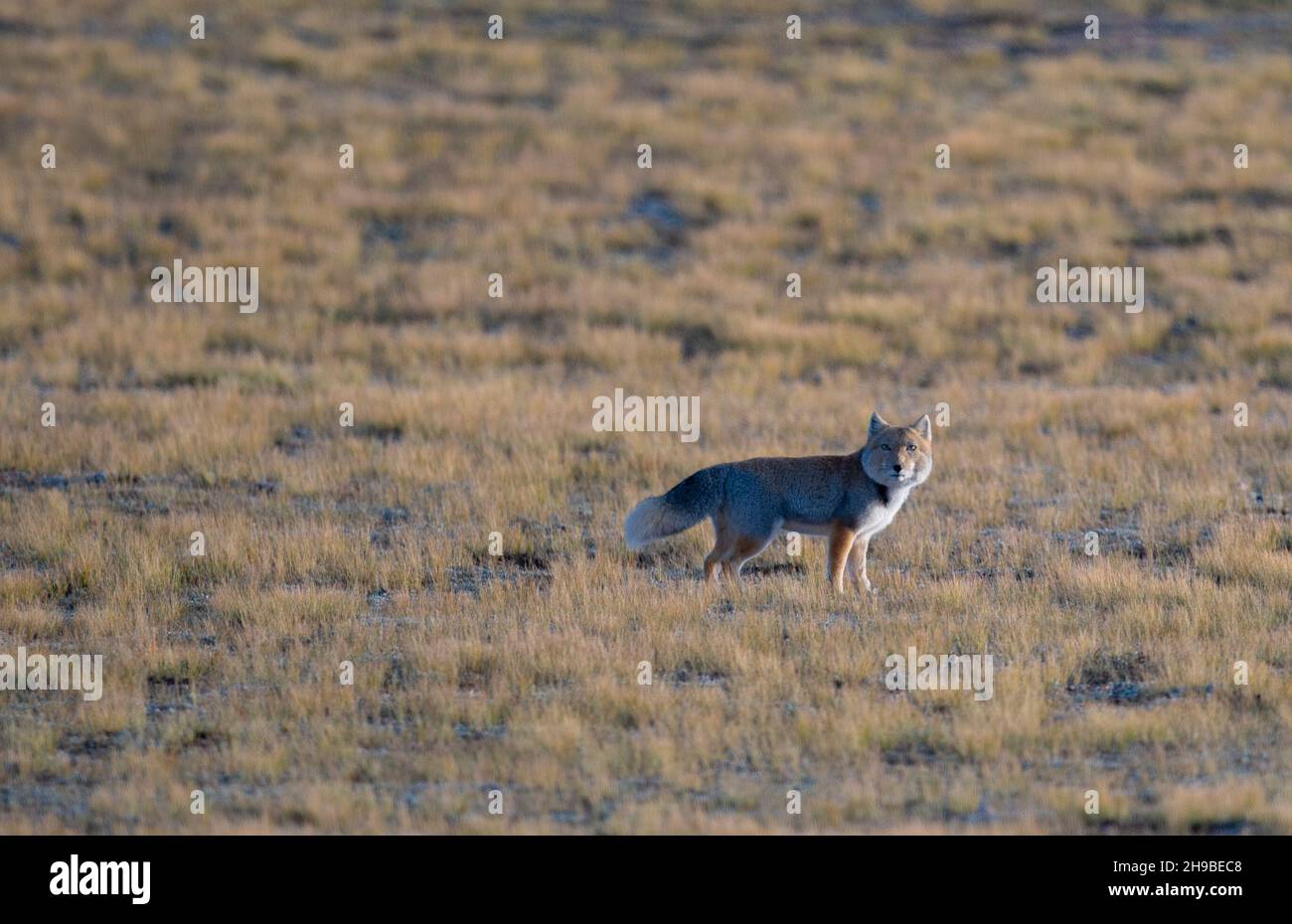 Lhasa. 25th Sep, 2021. A Tibetan fox is pictured at the Qiangtang ...