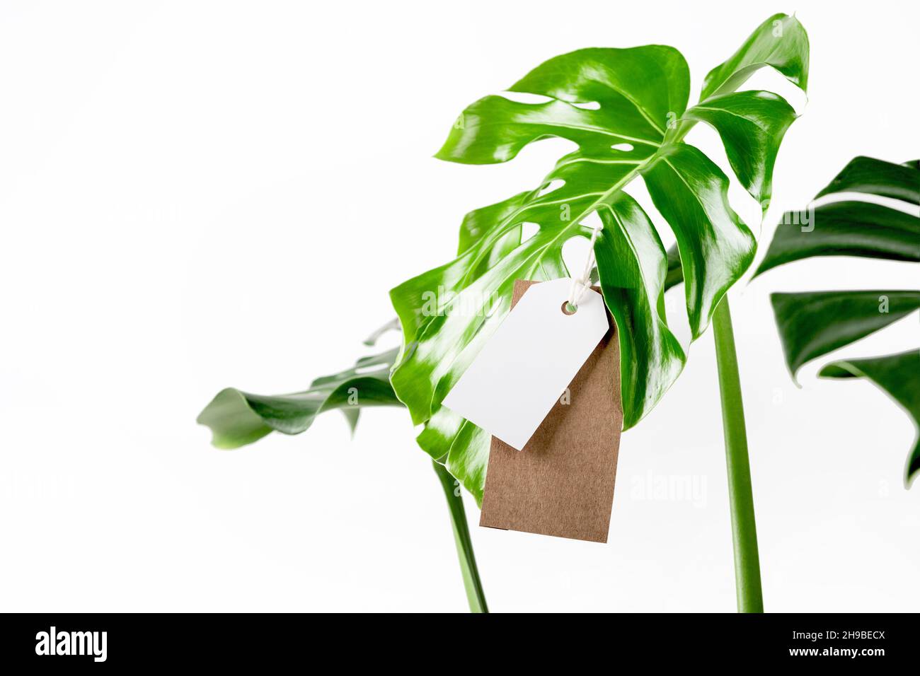 Label tag mock up on monstera leaves on white background. Green friday ...
