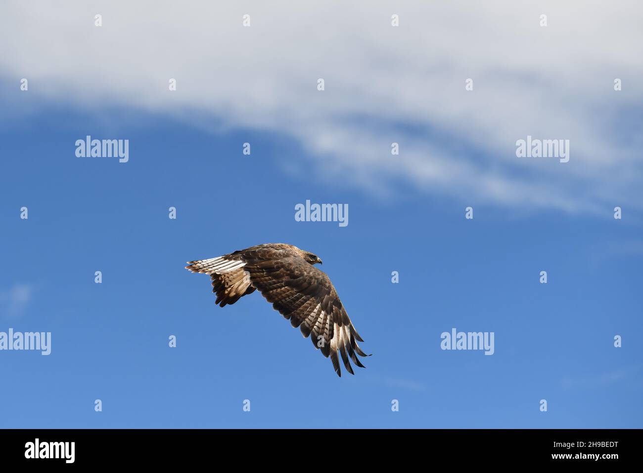 Lhasa. 25th Sep, 2021. An eagle is pictured at the Qiangtang National ...