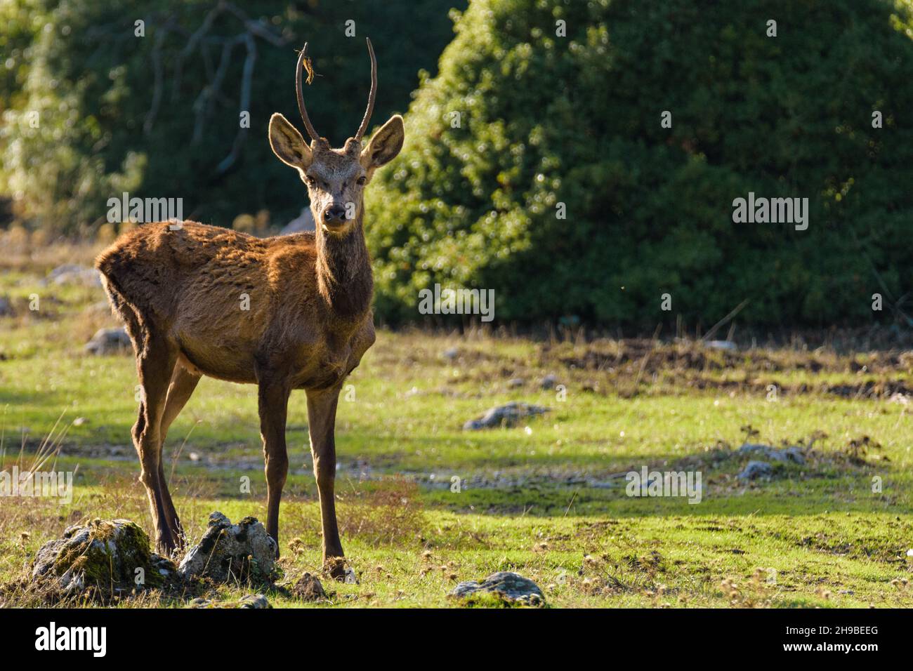 Wild animals greece hi-res stock photography and images - Alamy