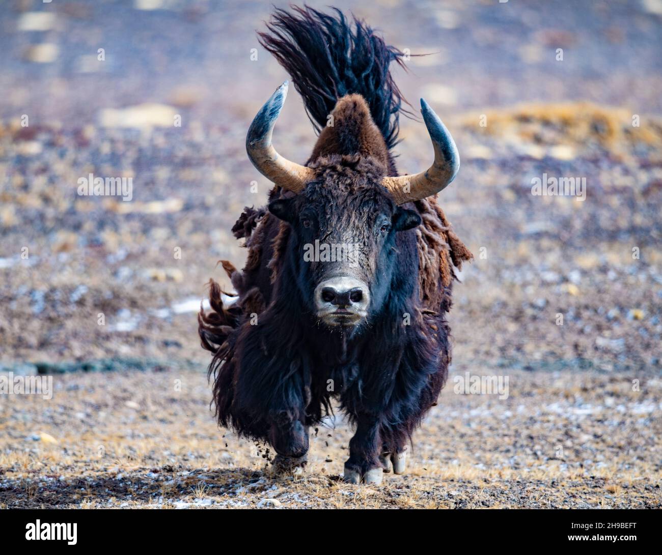 Lhasa. 25th Sep, 2021. A wild yak is pictured at the Qiangtang National ...