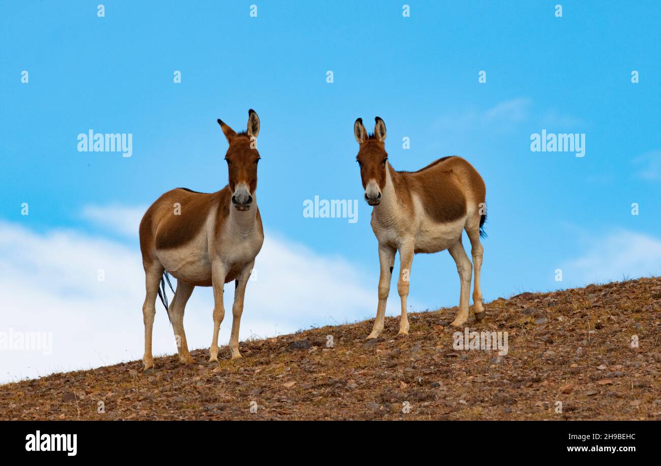 Lhasa. 24th Sep, 2021. Wild Tibetan donkeys are pictured at the ...