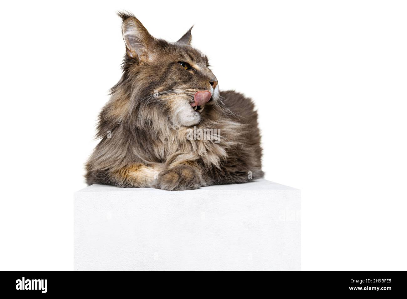 One adorable purebred big Maine Coon cat lying on floor isolated on ...