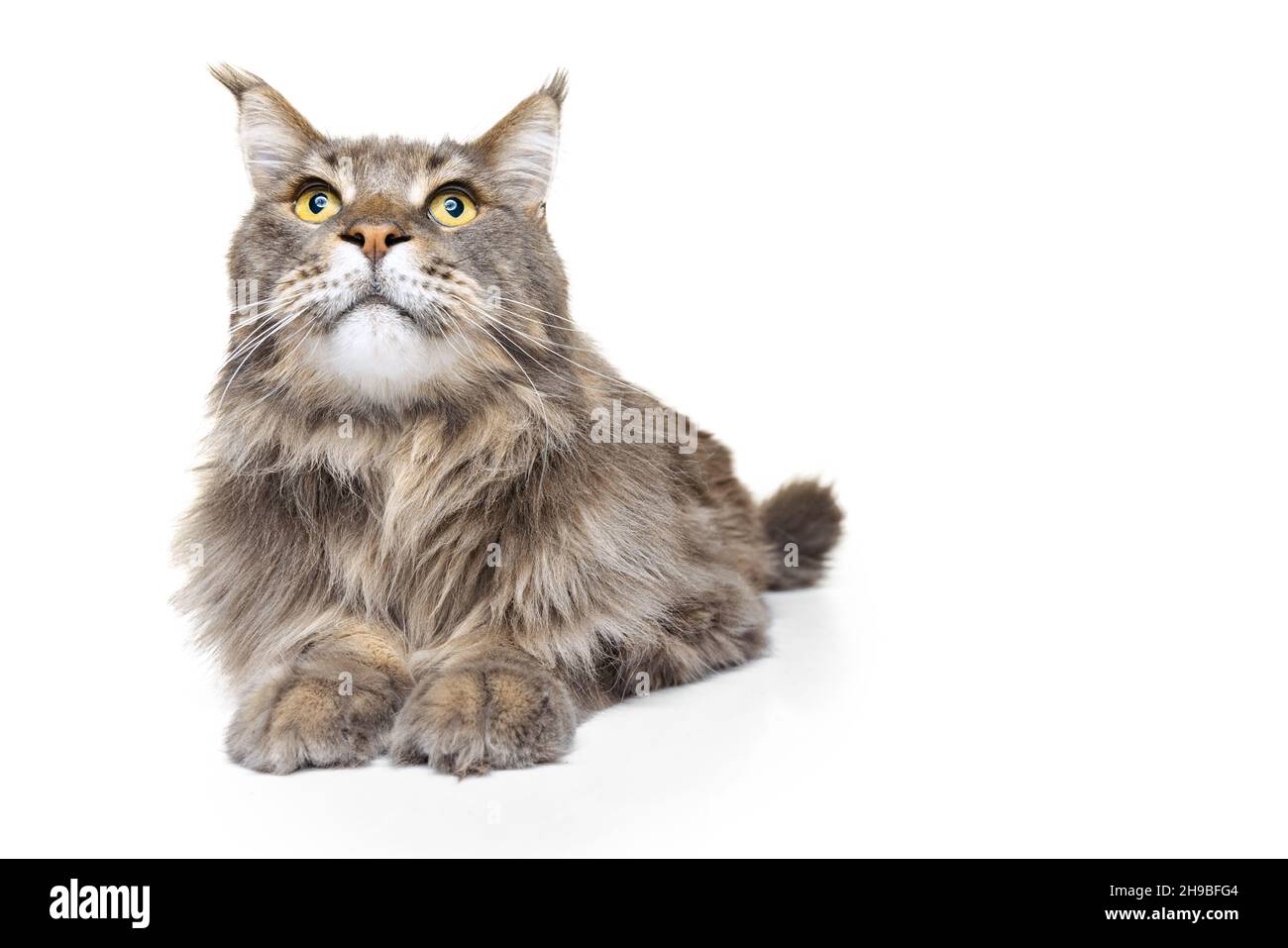 Close-up gorgeous purebred big Maine Coon cat posing isolated on white ...