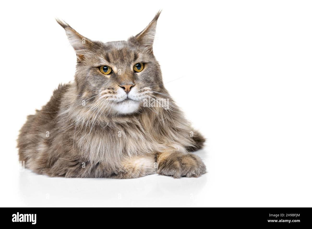 Portrait of adorable purebred big Maine Coon cat lying on floor ...