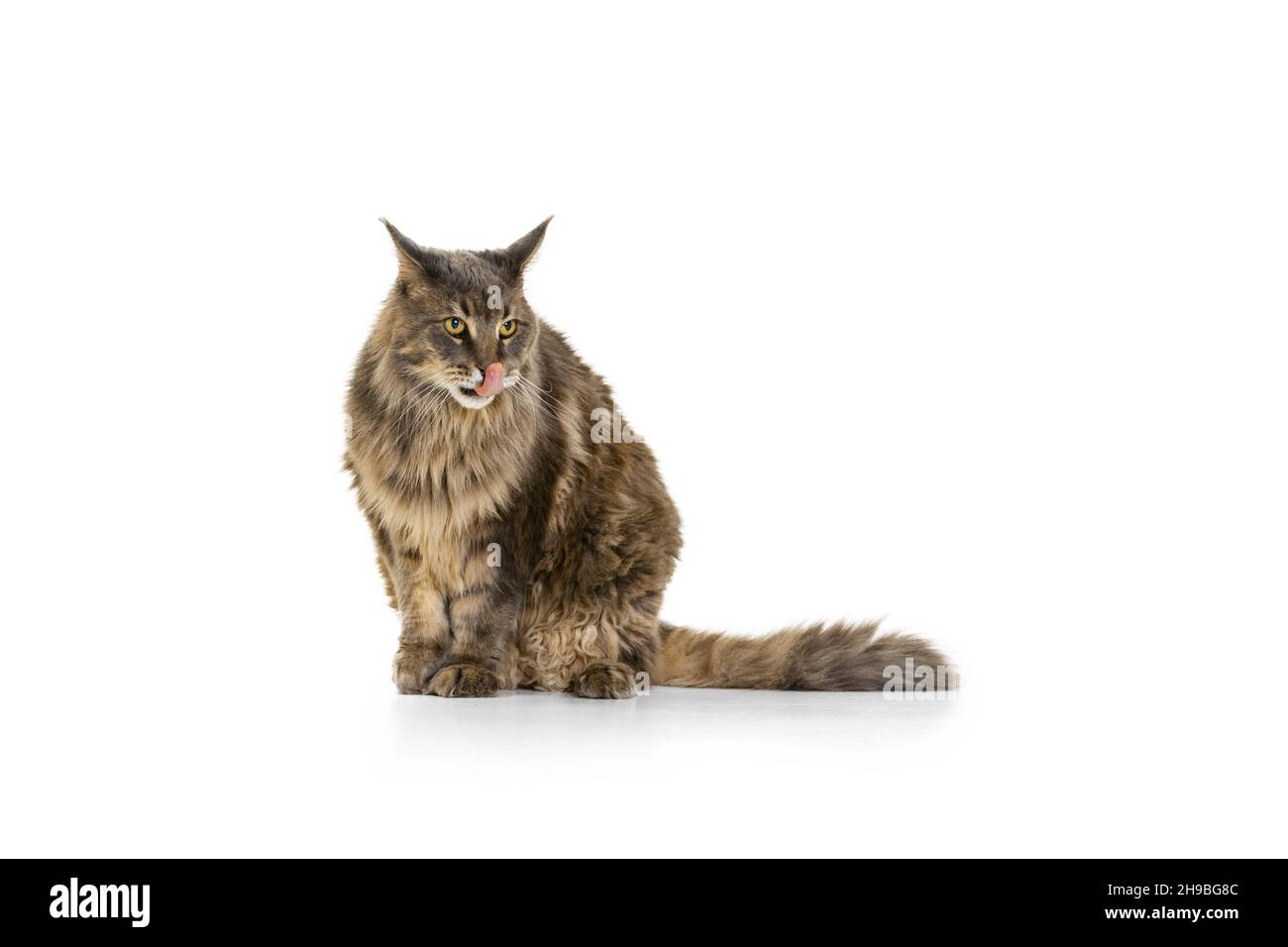 Fluffy beautiful purebred big Maine Coon cat sitting on floor isolated ...