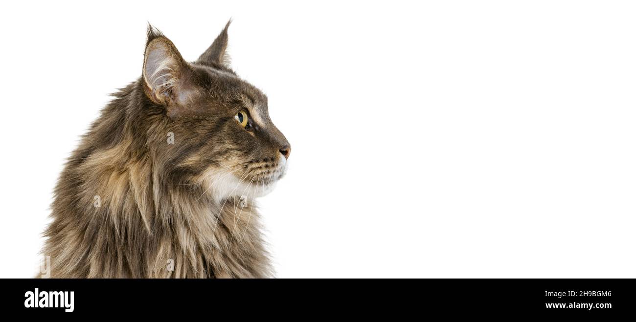 Close-up gorgeous purebred big Maine Coon cat posing isolated on white ...