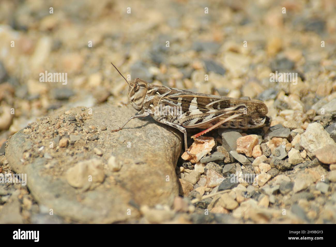 Closeup on an adult Handsome Cross Grasshopper, Oedaleus decorus Stock ...