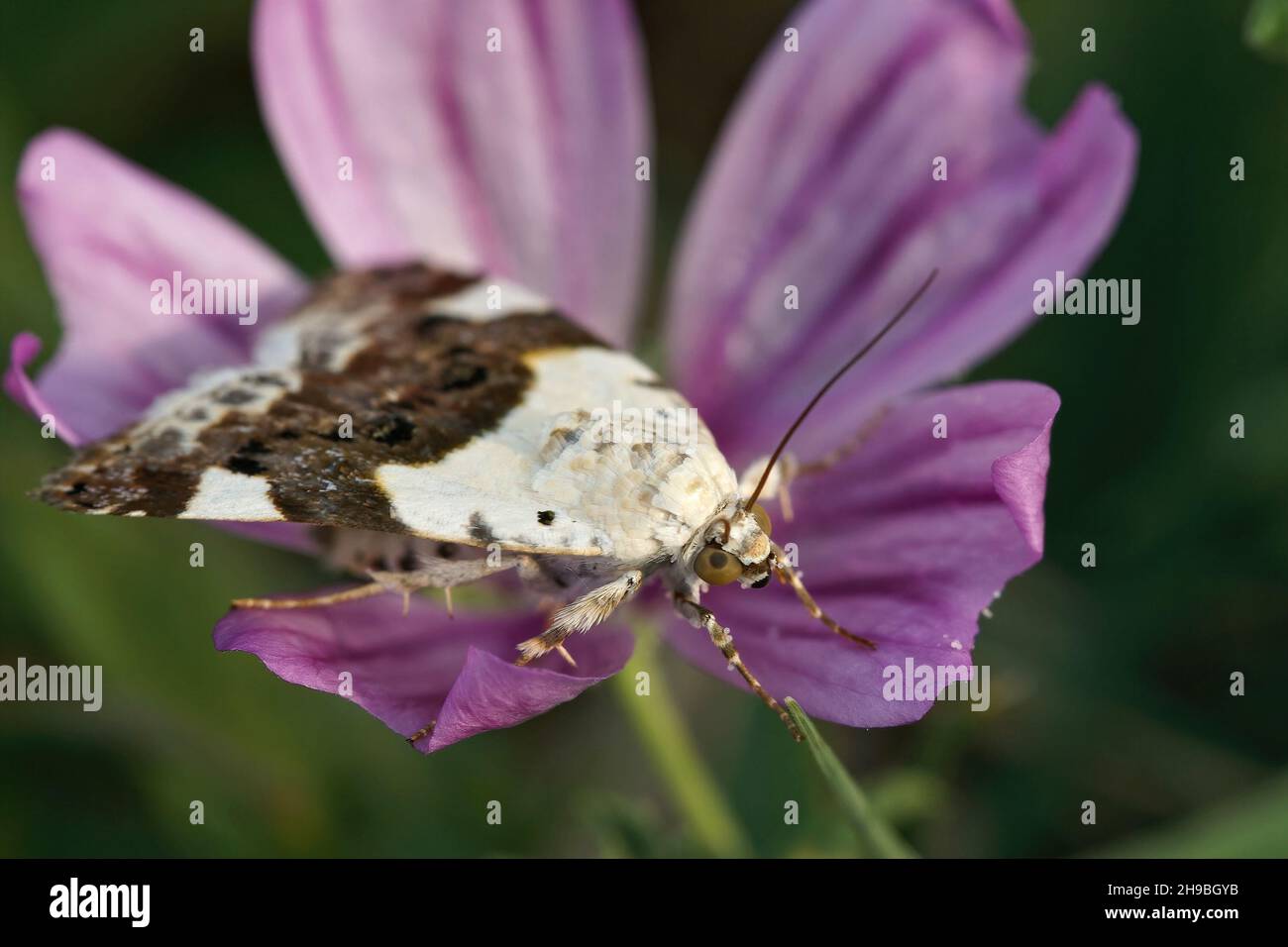 Closeup of the Pale shoulder moth, Acontia lucida, in the Gard,, Fance ...