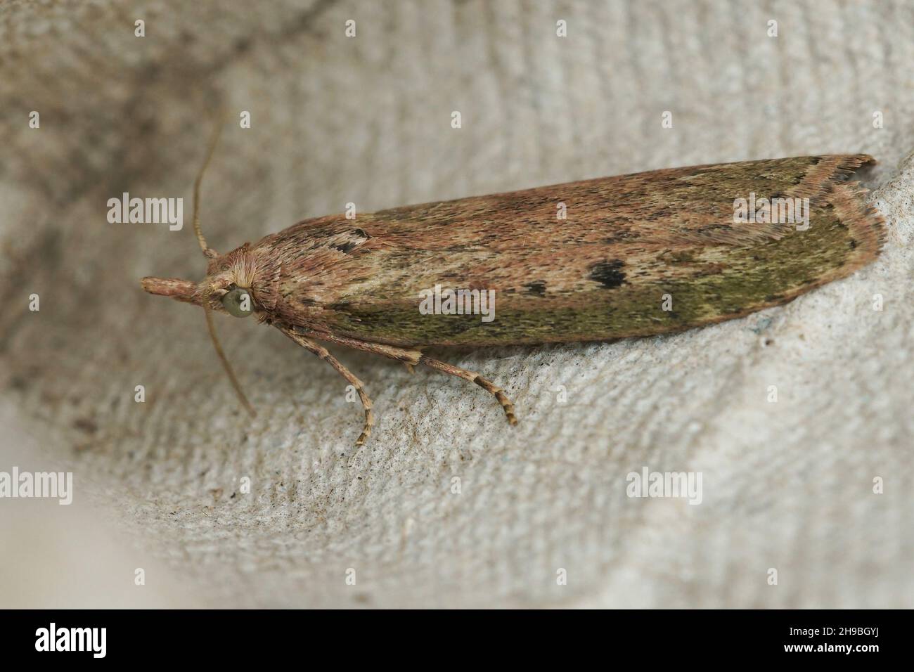 Close up of the bumble bee wax moth, Aphomia sociella Stock Photo - Alamy