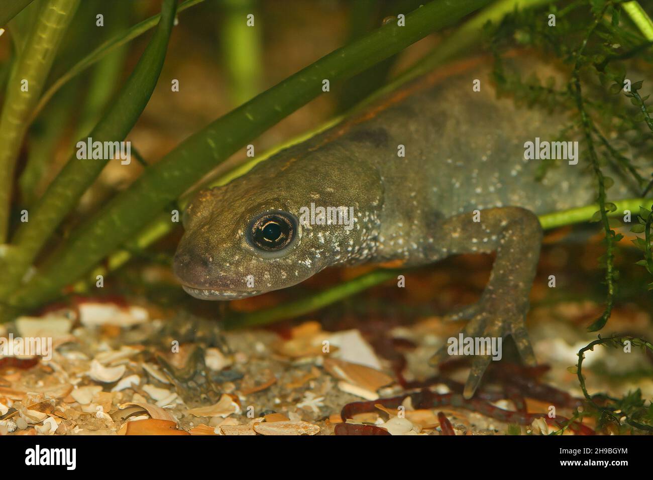 Closeup on a female Italian crested newt, Triturus carnifex underwater ...