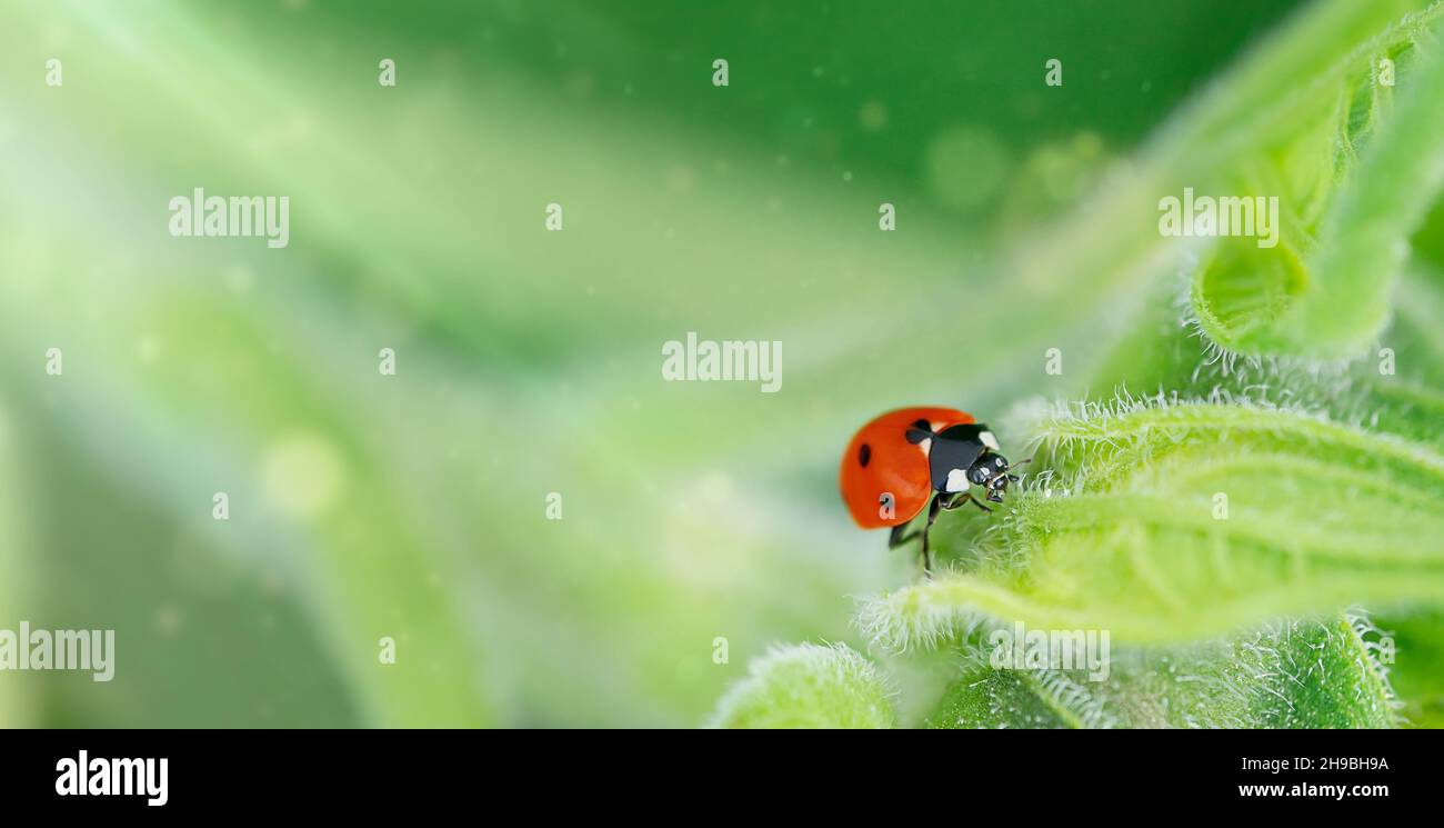 Green natural background with ladybug. Copy space Stock Photo - Alamy