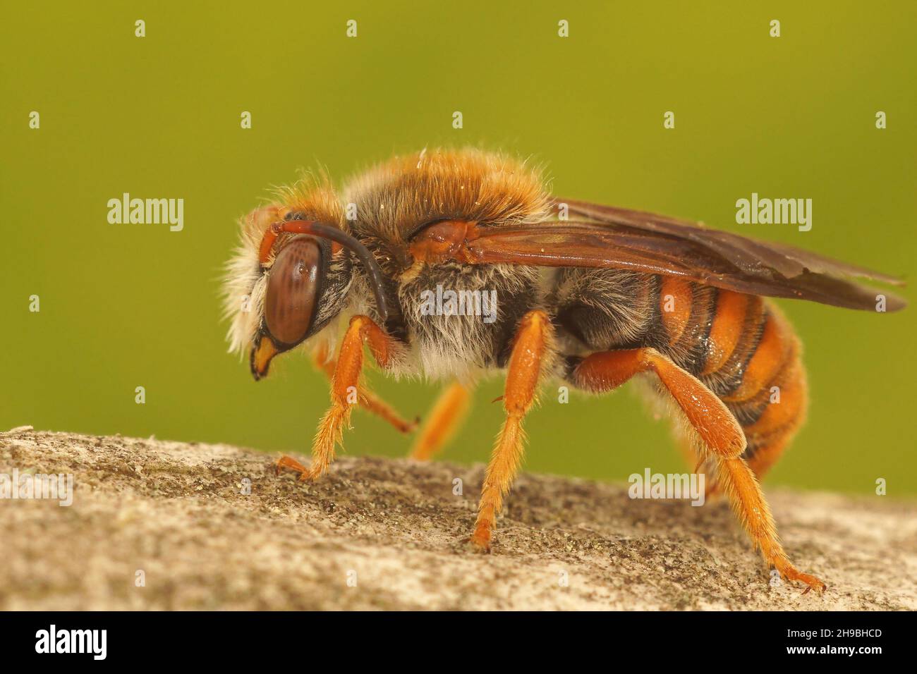 Closeup on a colorful Spotted red resin bee, Rhodanthidium sticticum ...