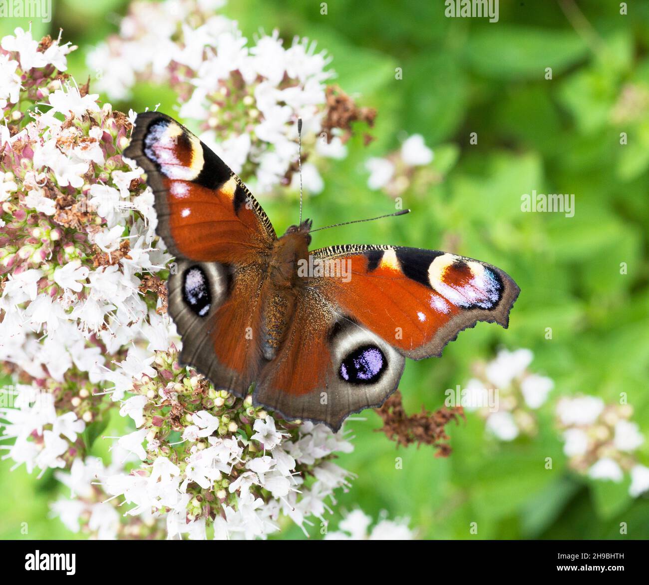 Nature with butterfly hi-res stock photography and images - Alamy