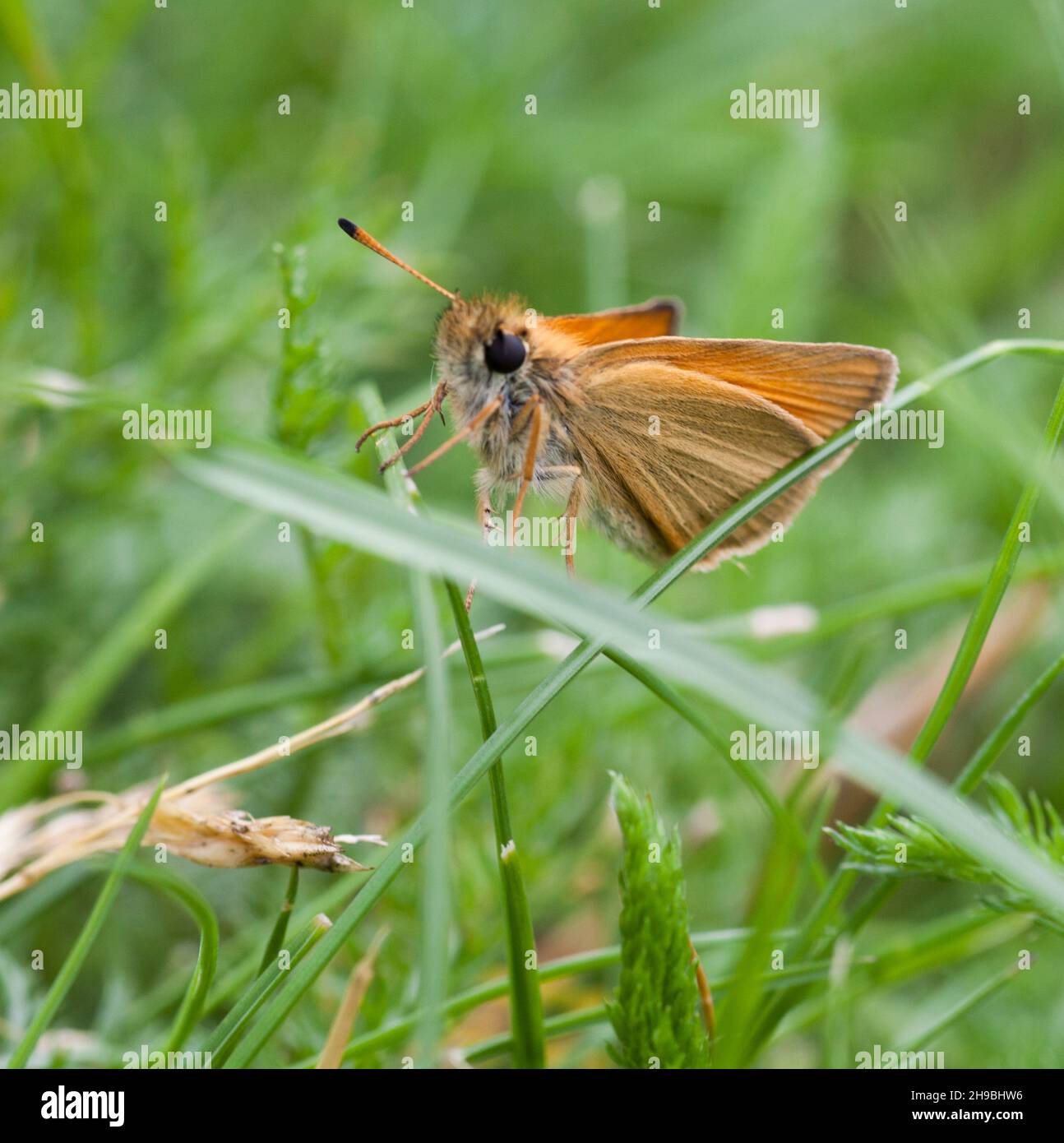 Small skipper animal hi-res stock photography and images - Alamy