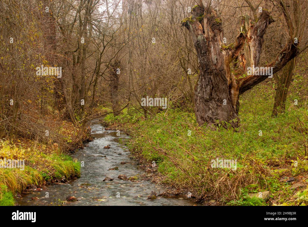 Beautiful forest stream trees hi-res stock photography and images - Alamy