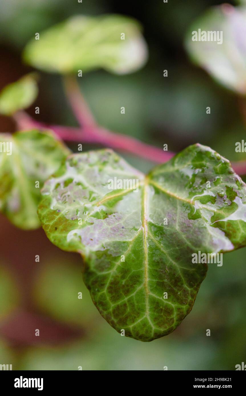 Vertical shot of a leaf of a plant Stock Photo - Alamy