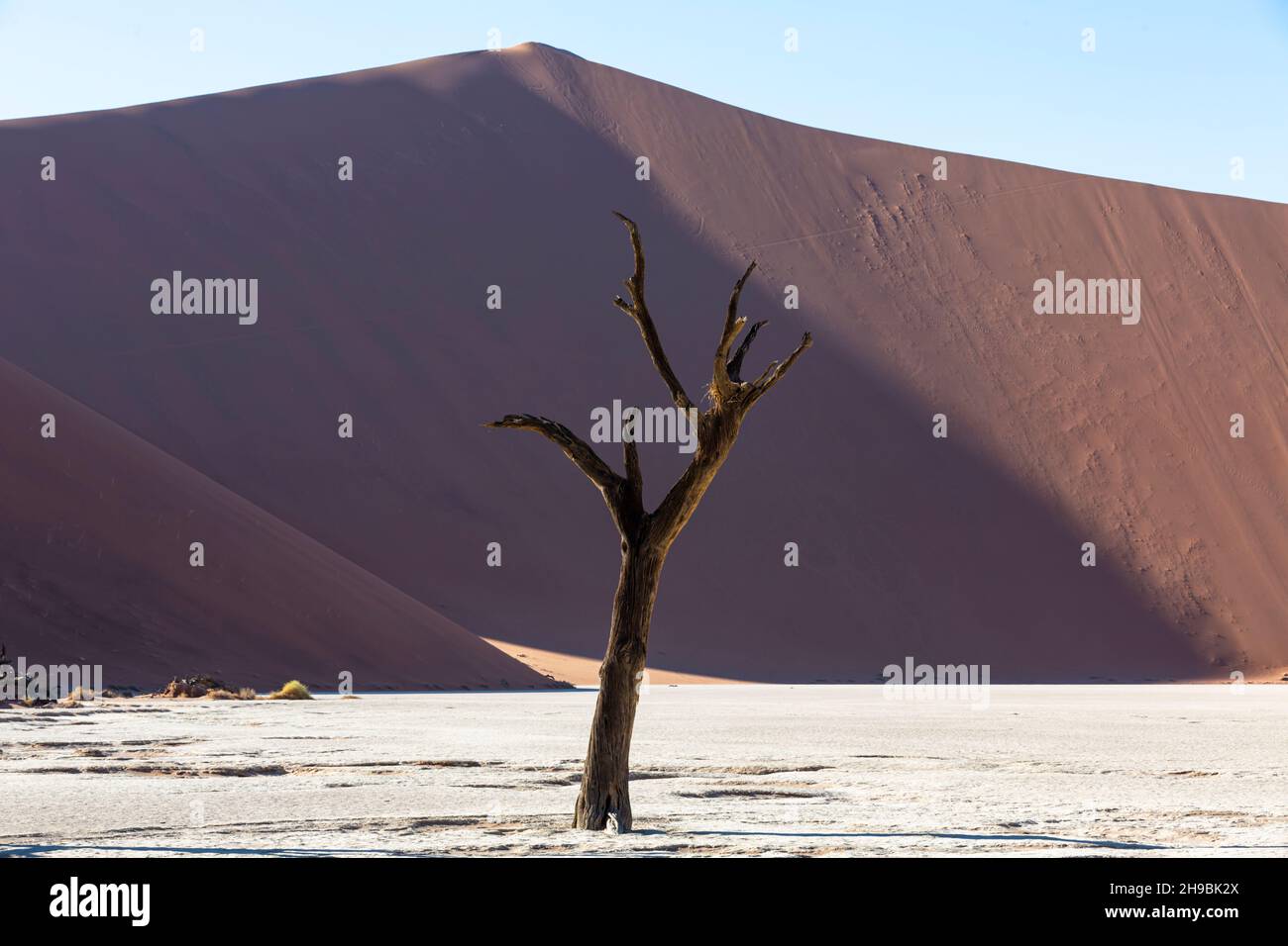 Single dead camel thorn tree in Deadvlei Namibia Stock Photo - Alamy