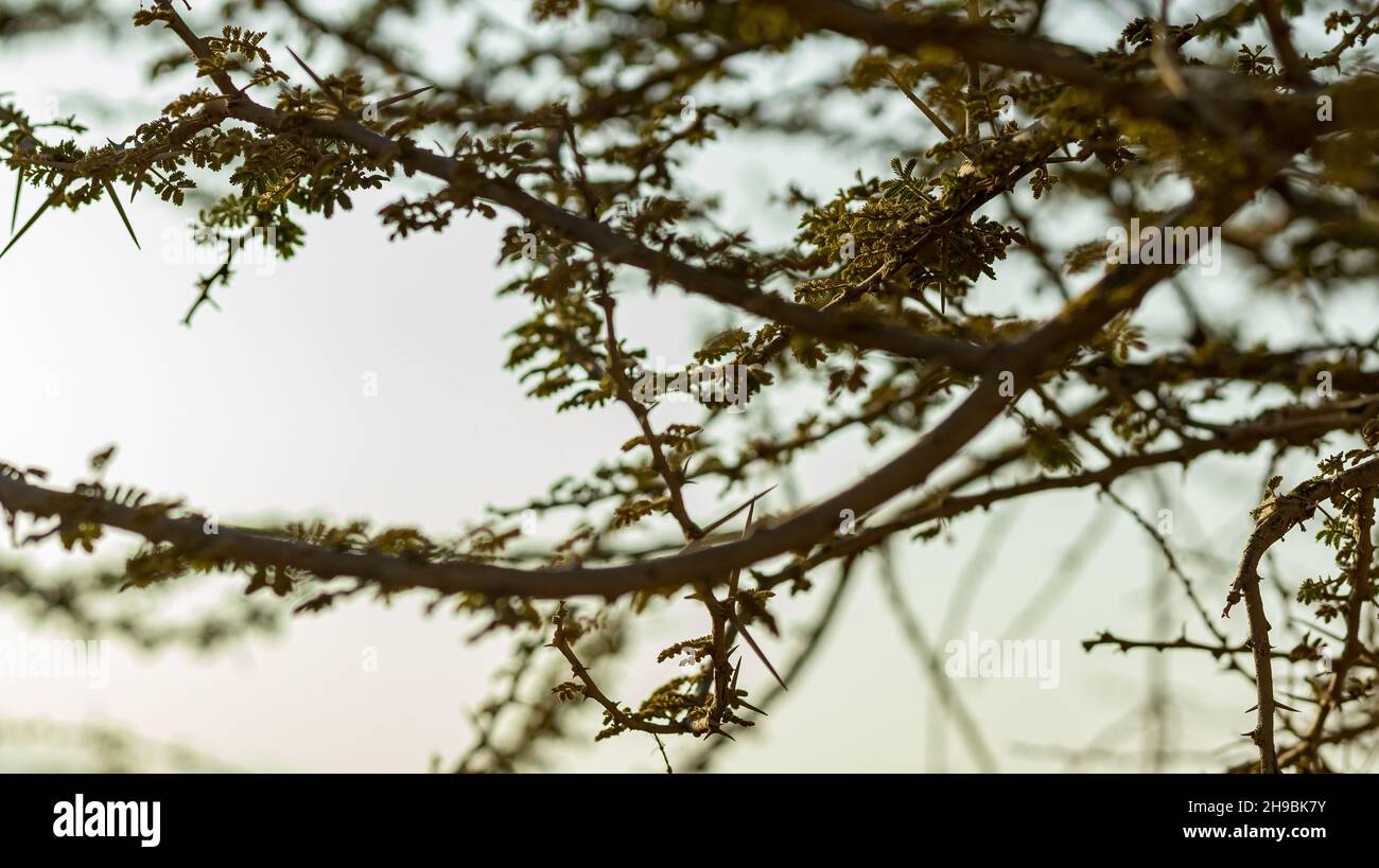 Trees portrait in the park, landscapes Stock Photo - Alamy