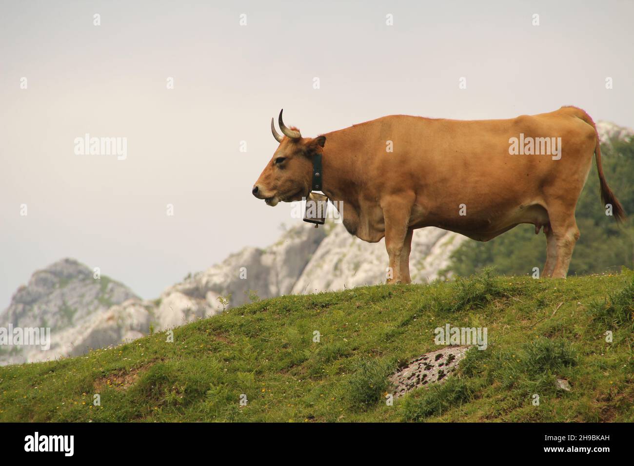Shallow focus two grazing hi-res stock photography and images - Alamy