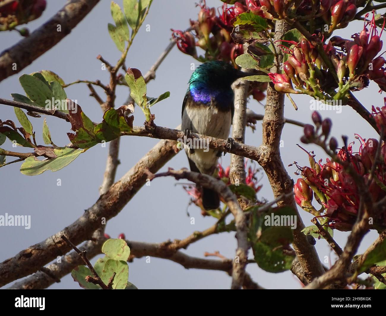 Palestine bird nest hi-res stock photography and images - Alamy