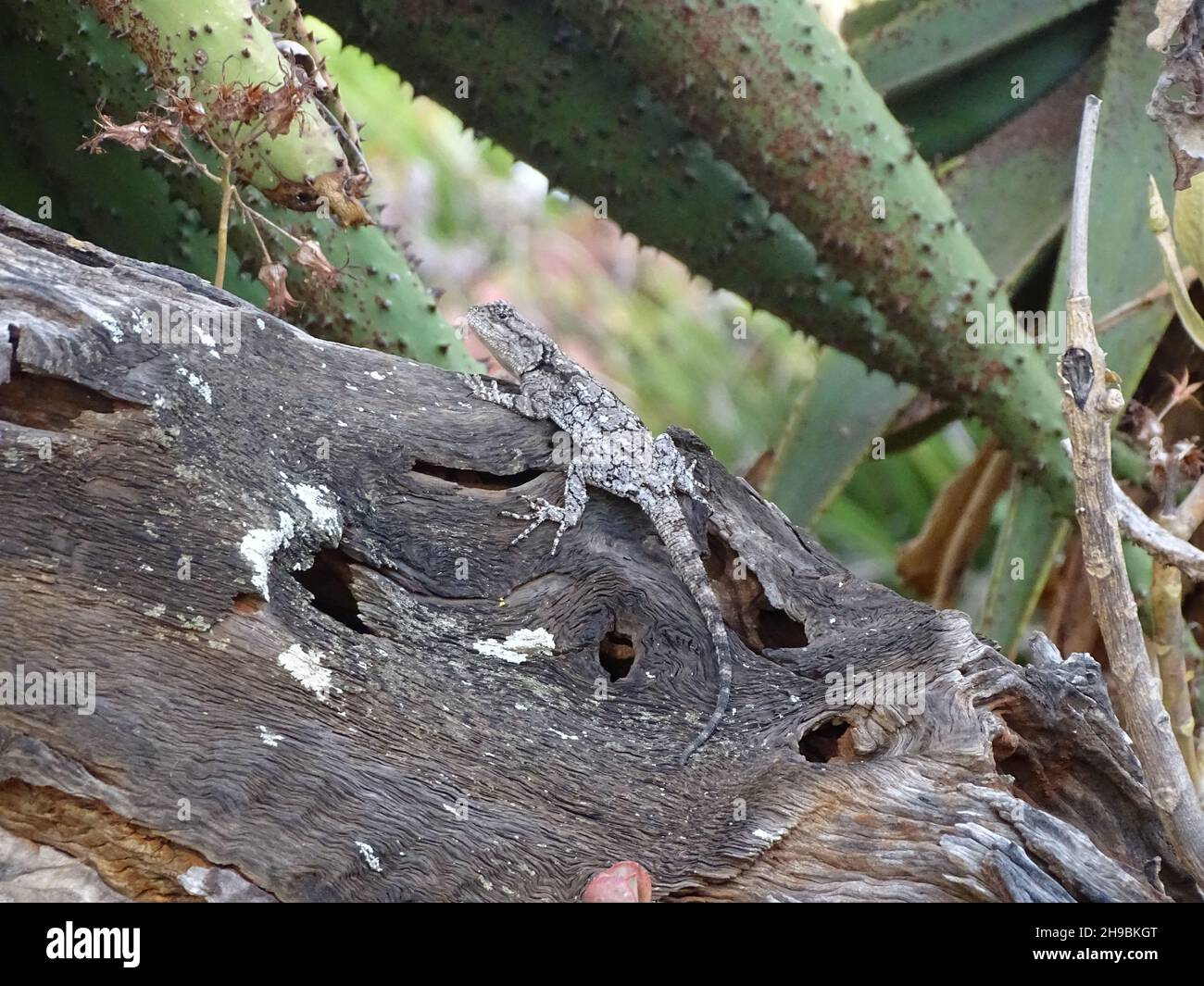 Small lizard lying on a dry tree branch Stock Photo - Alamy