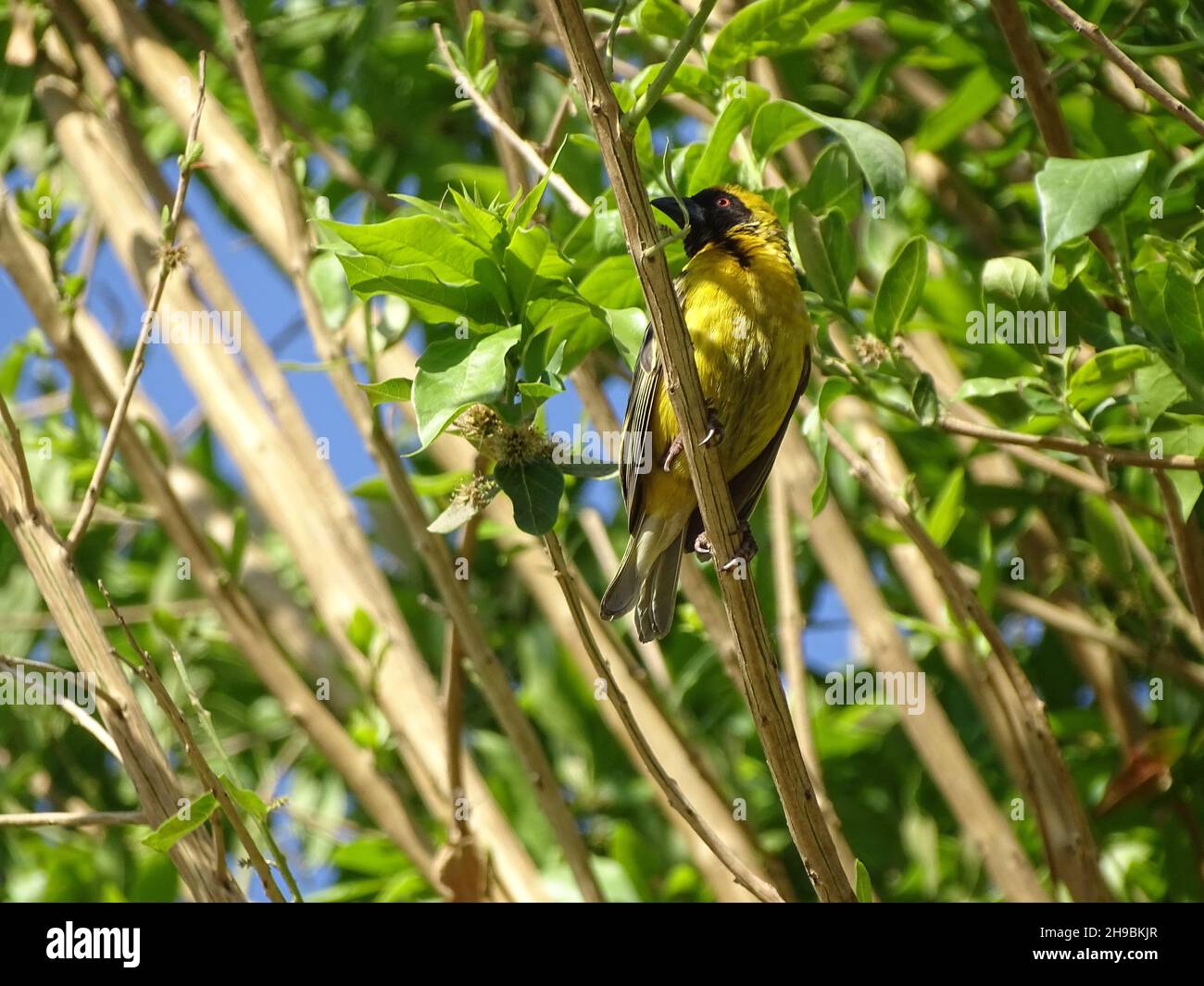 View of a black-headed weaver perched on a branch in Kruger National ...