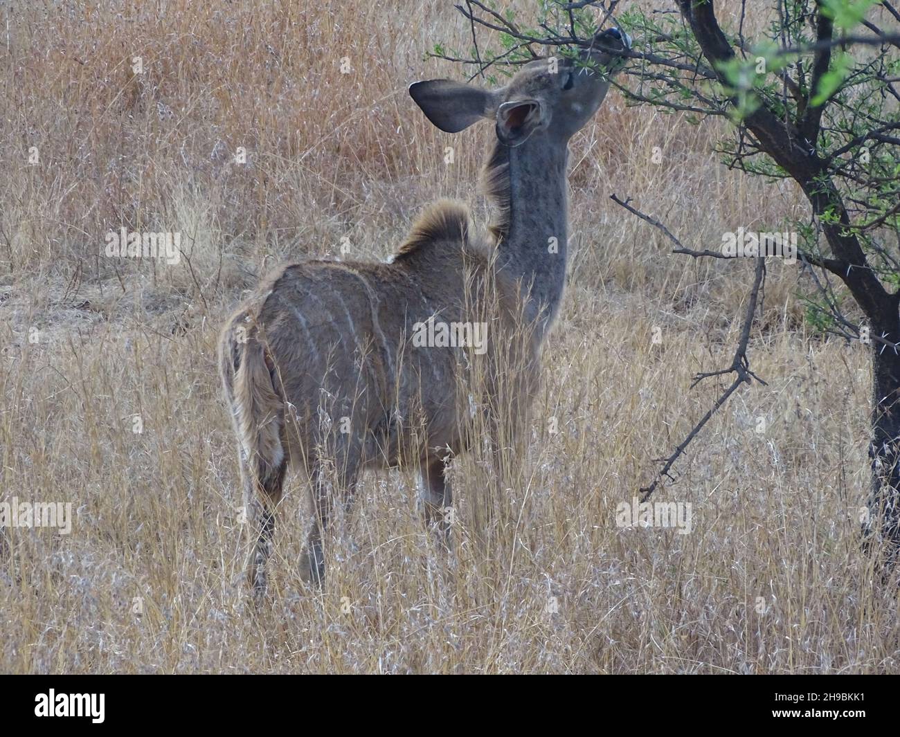 Closeup shot of a greater kudu eating leaves from the tree in Kruger ...