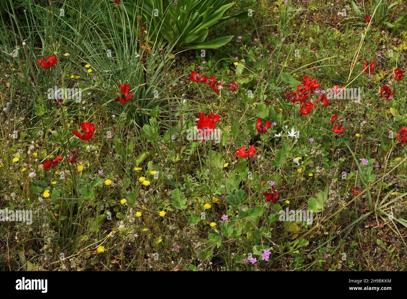 flowering field of red Anemone coronaria Israel Spring Stock Photo - Alamy