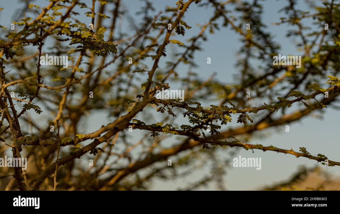 Trees portrait in the park, landscapes Stock Photo - Alamy